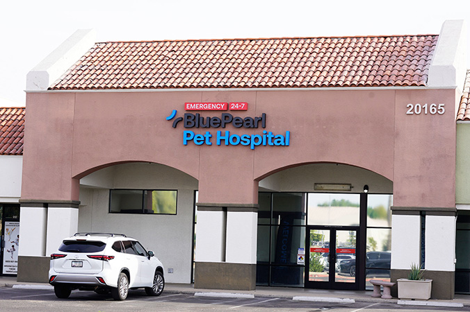 Veterinary Surgeon Peoria AZ | Advanced Surgical Care for Pets | BluePearl