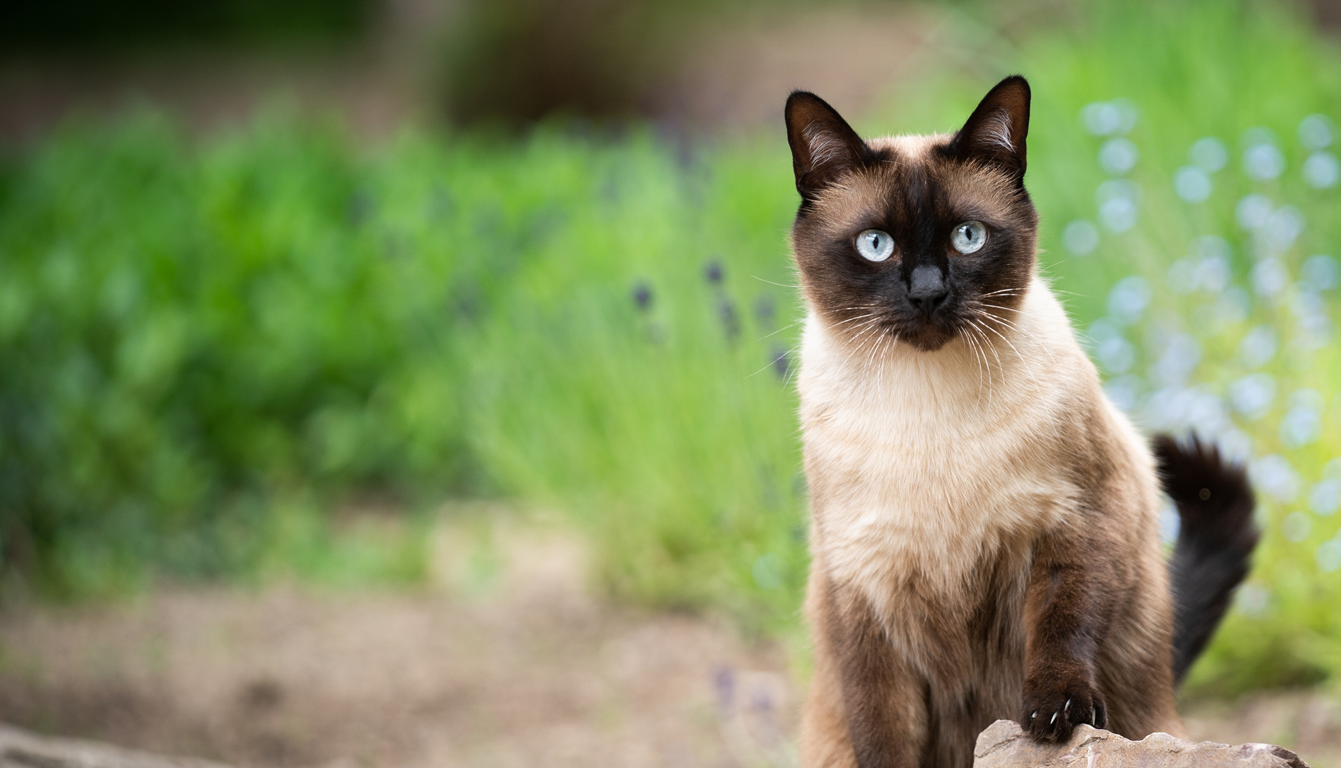 A New Treatment for Feline Chronic Gingivostomatitis (FCGS) - BluePearl ...