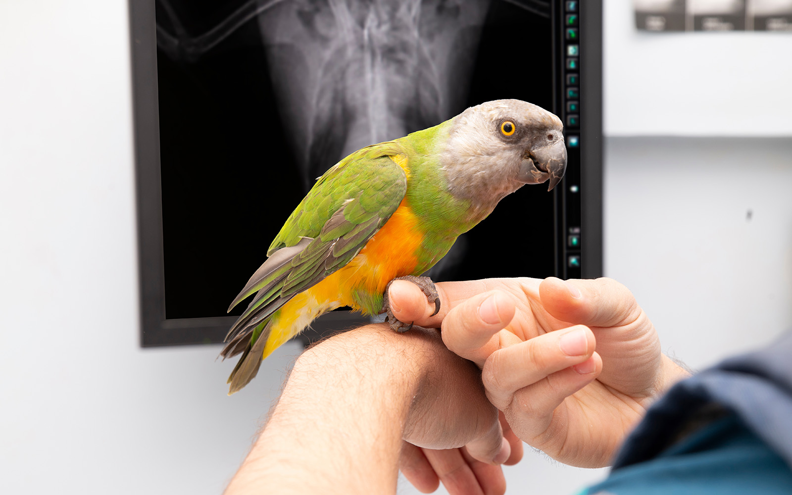 Exotic Pet Conditions Glendale | Bird, Reptile, Small Mammal Health ...