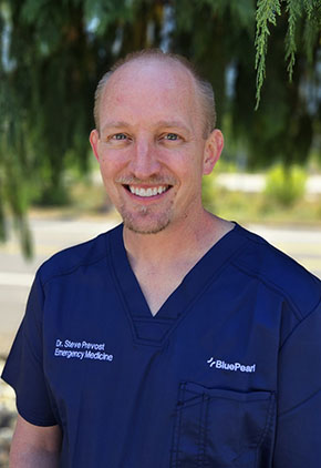 BluePearl Pet Hospital | Olympia, WA | Our Vets