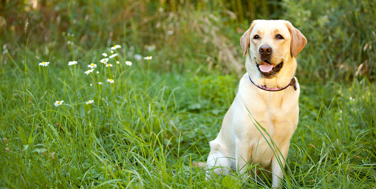 Scooter’s Story: TPLO Surgery with Compassionate, Expert Care ...